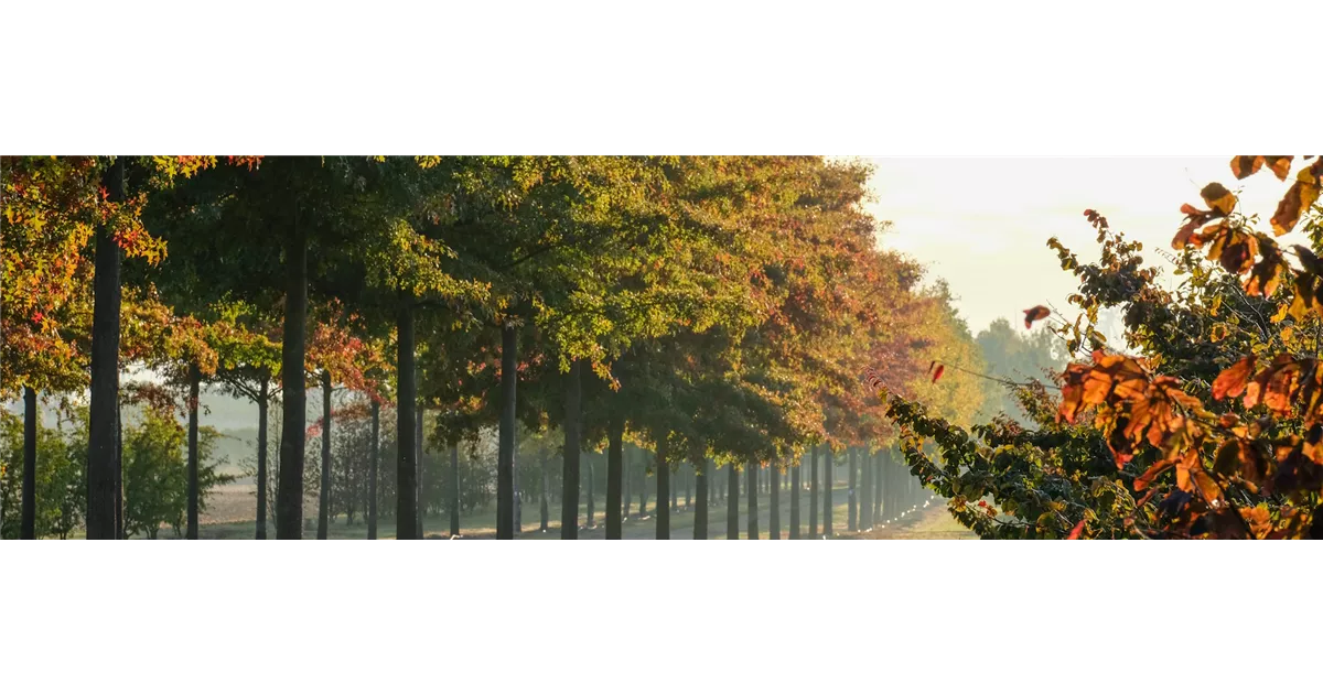 Swamp Oak as Plant of the Month - Lorberg.com