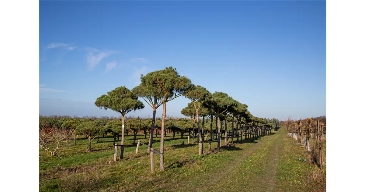 Plant of the Month December: Pinus sylvestris (Scots Pine) - Lorberg.com