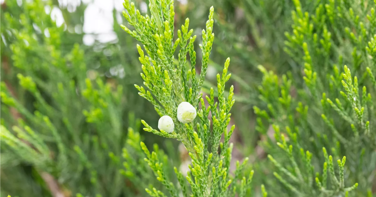Juniperus chin. 'Spartan'