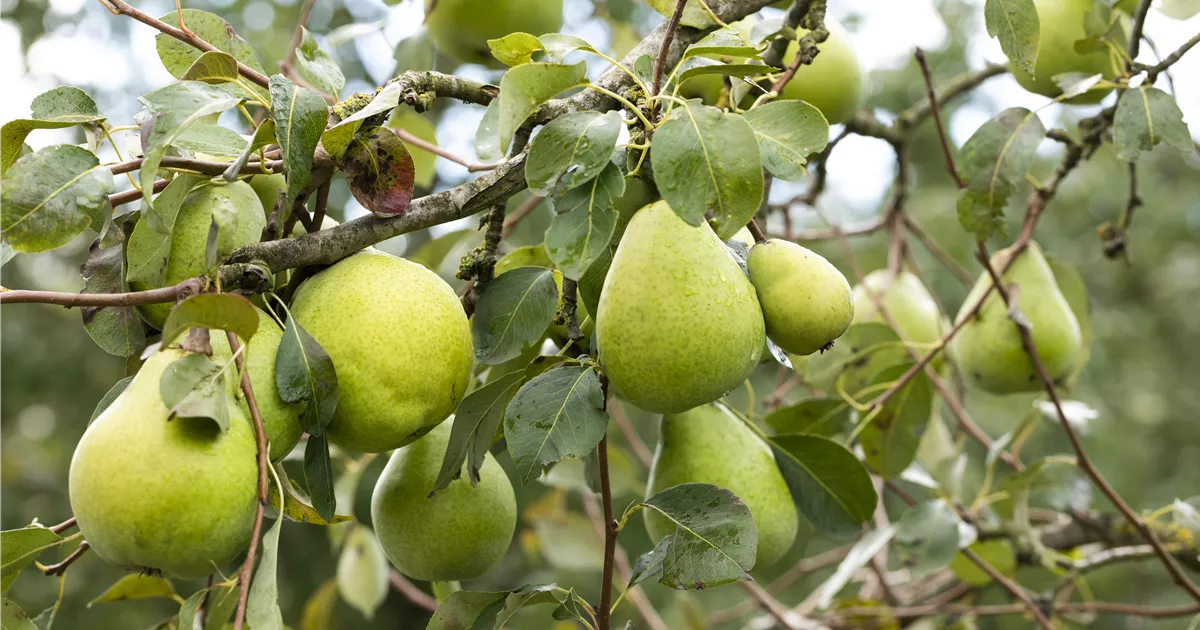 Pyrus com. 'Alexander Lucas' CAC