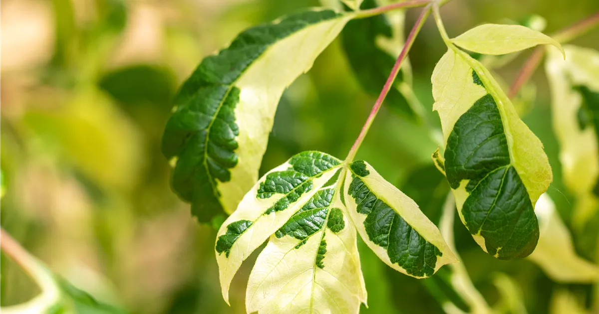 Acer negundo