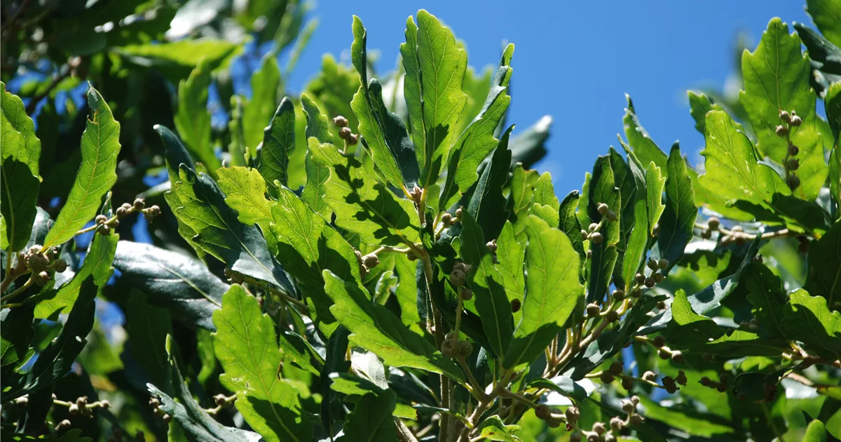 Quercus turneri 'Pseudoturneri'