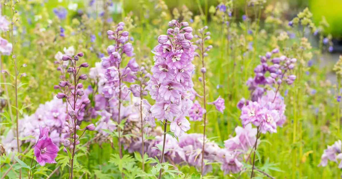 Delphinium Pacific 'Astolat'