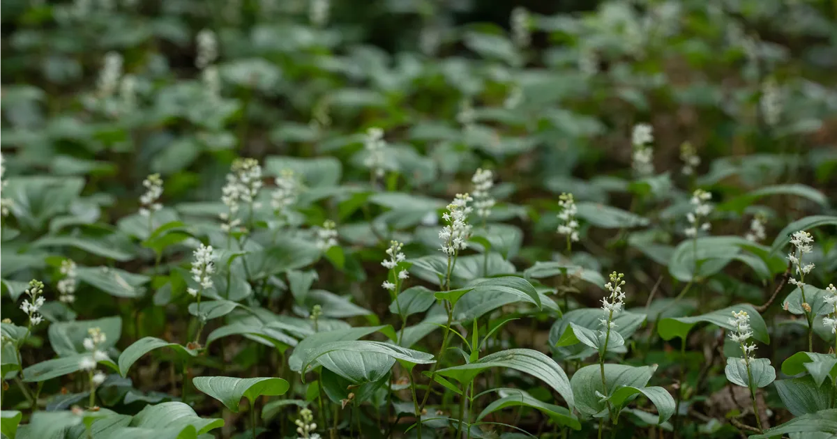 Maianthemum Bifolium