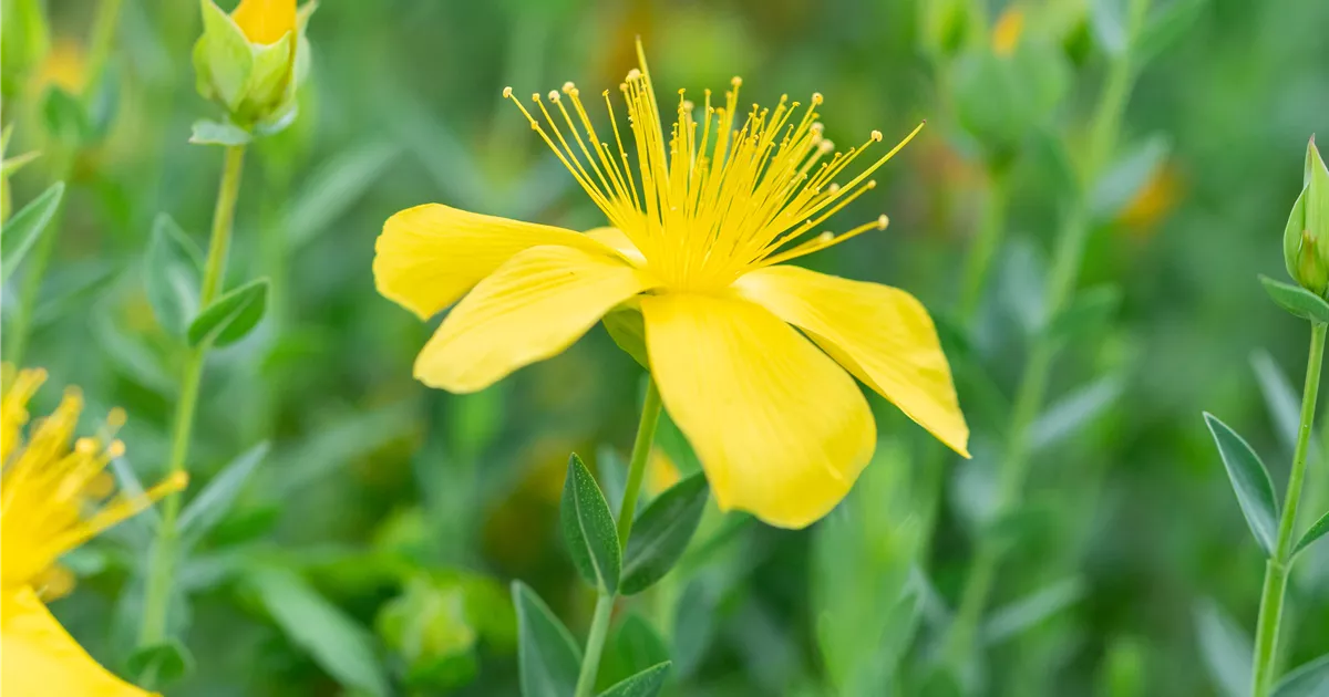 Hypericum polyphyllum 'Grandiflorum'