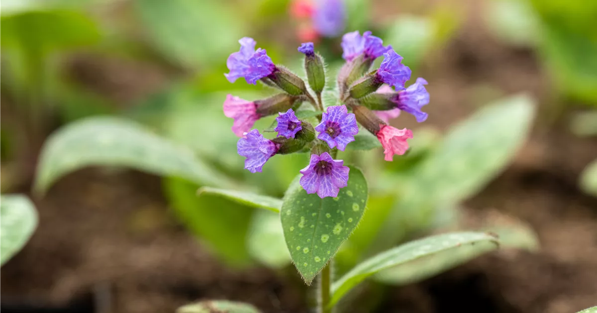 Pulmonaria saccharata 'Mrs Moon'