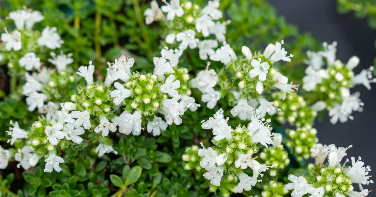 Thymus praecox 'Albiflorus'