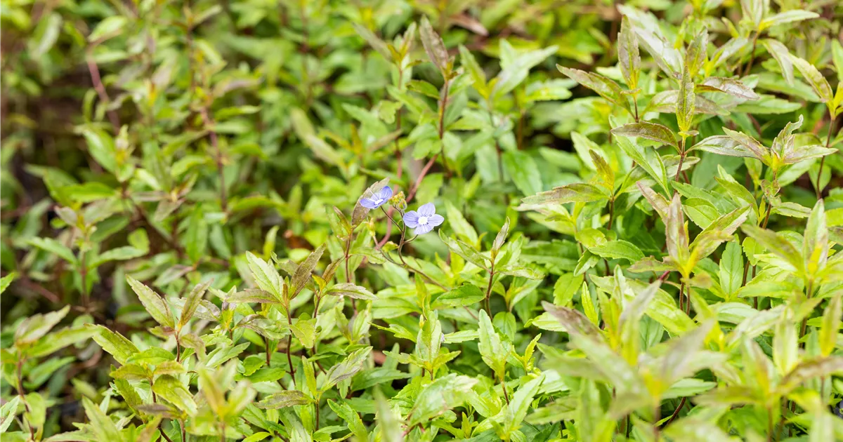 Veronica umbrosa 'Georgia Blue'