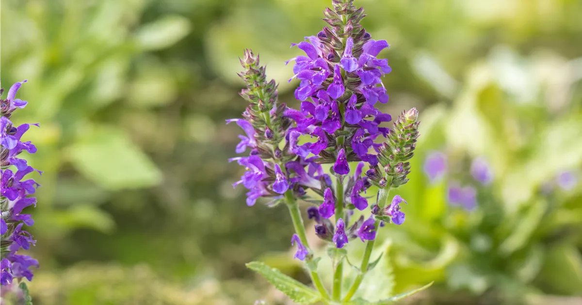 Salvia nemorosa 'Marcus' -R-