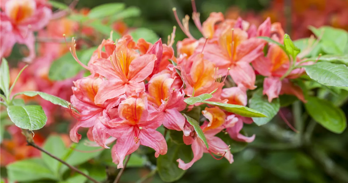 Rhododendron luteum 'Pink Delight'