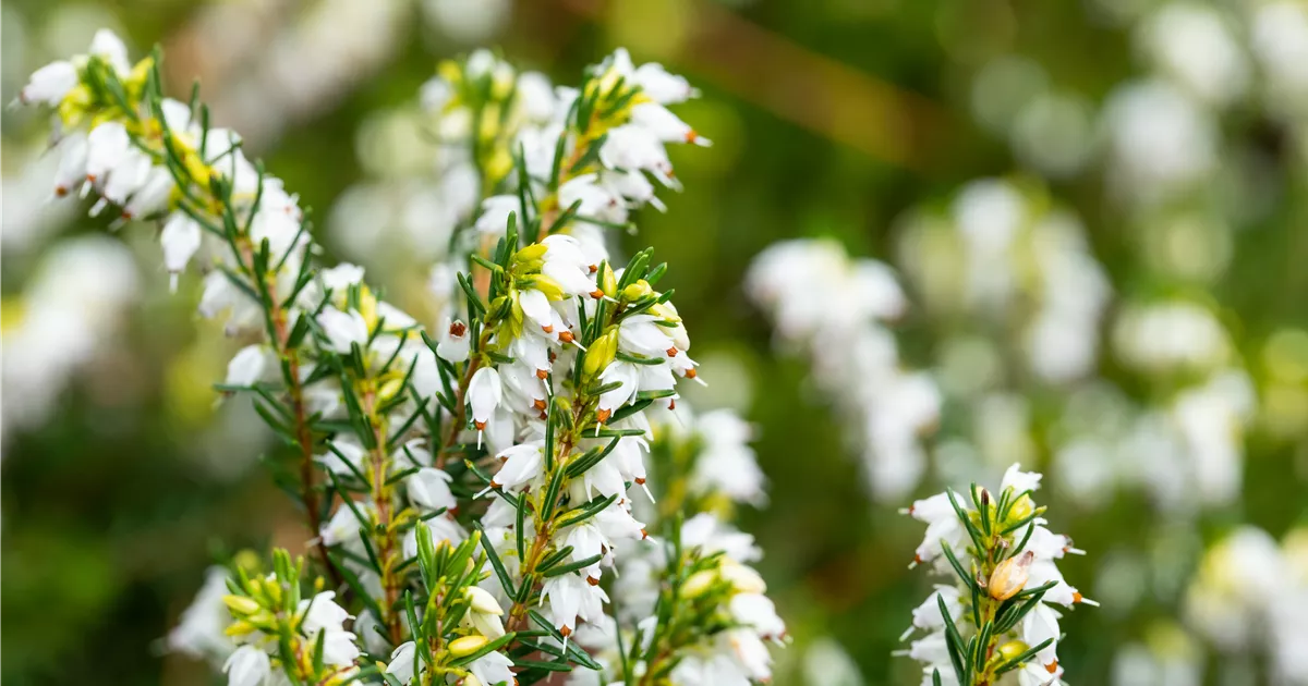 Erica darleyensis 'White Perfection'
