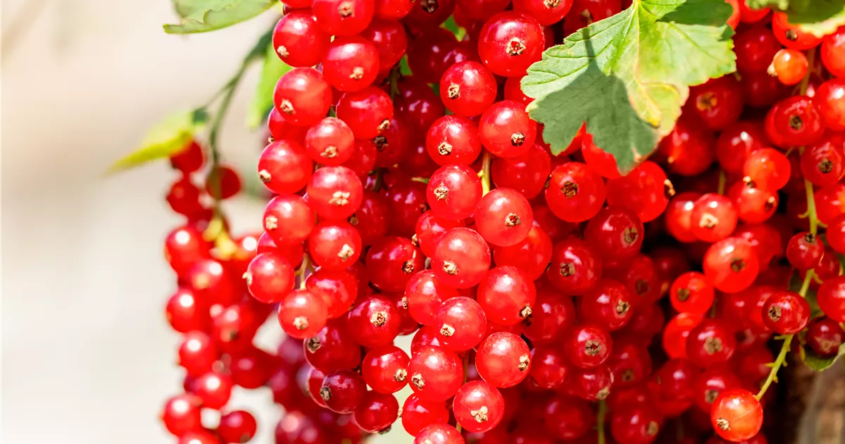 Ribes rubrum 'Rovada'