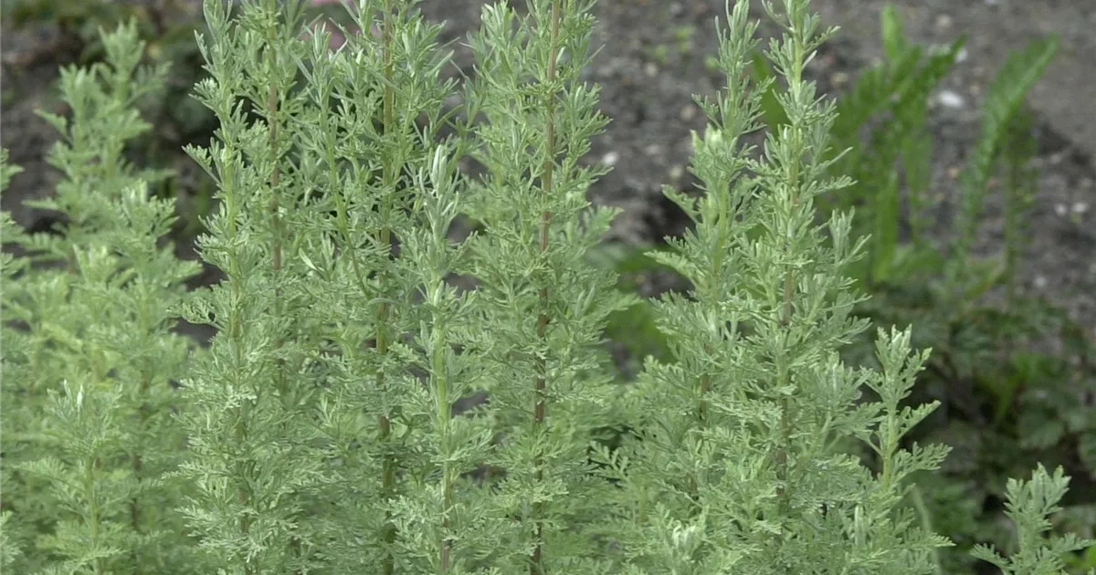 Artemisia pontica