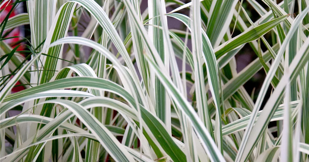Arundo donax