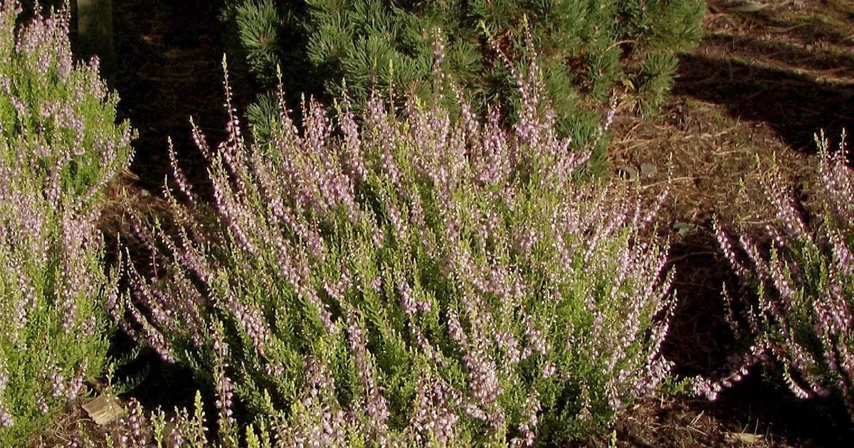Calluna vulgaris 'Aurea'