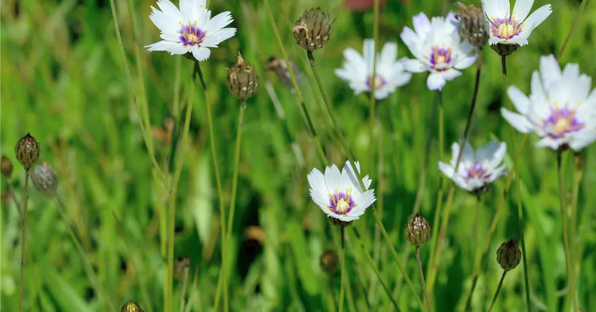 Catananche caerulea 'Alba'