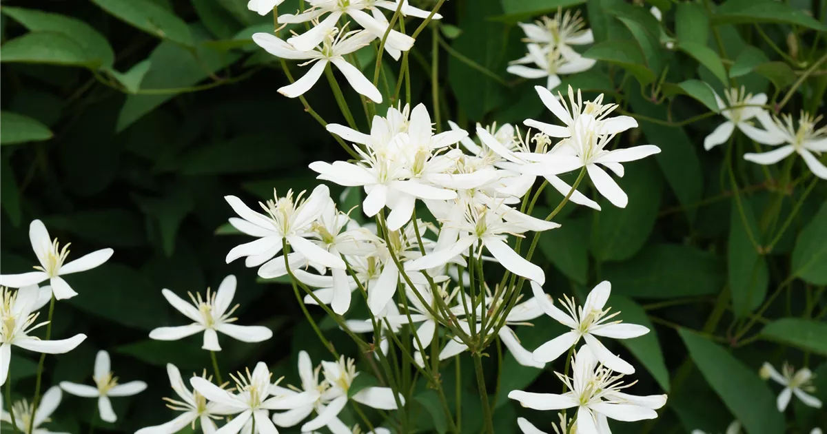 Clematis recta 'Purpurea'
