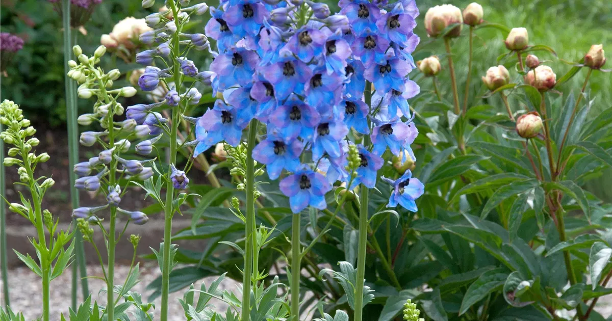 Delphinium x elatum 'Ouvertüre'