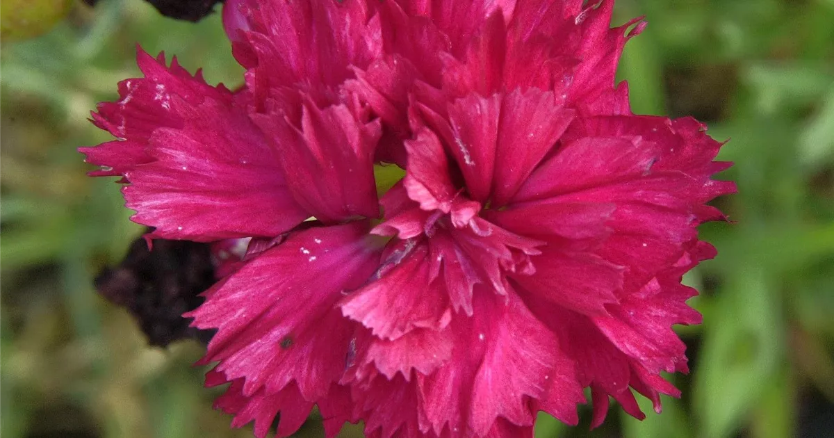 Dianthus plumarius 'Heidi'