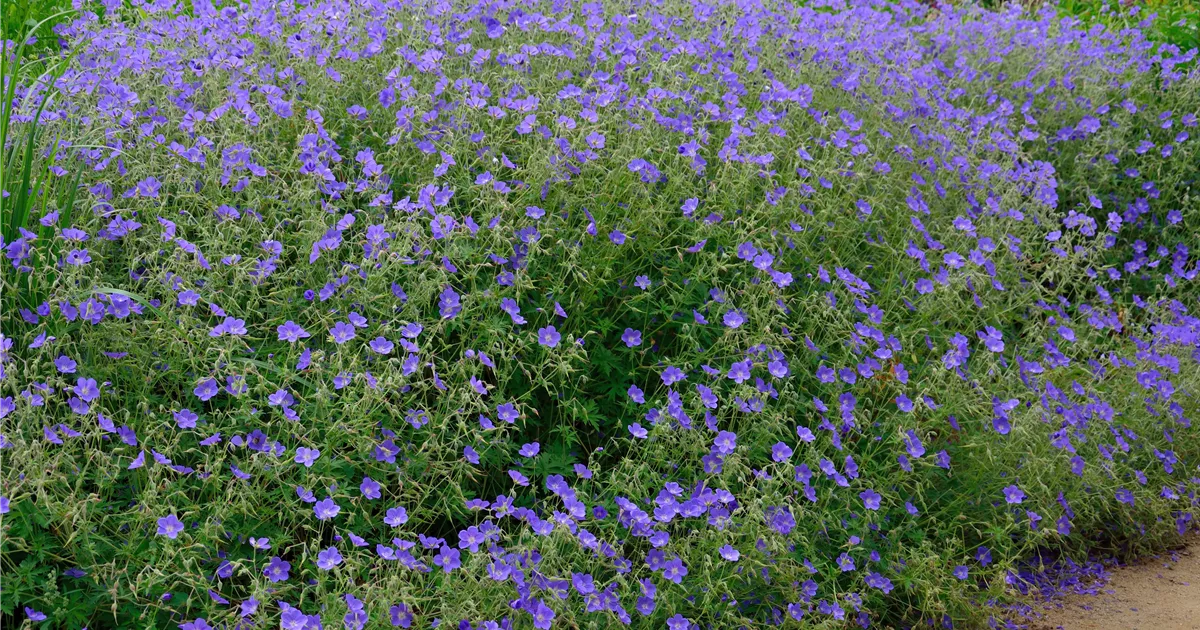 Geranium pratense 'Brookside'