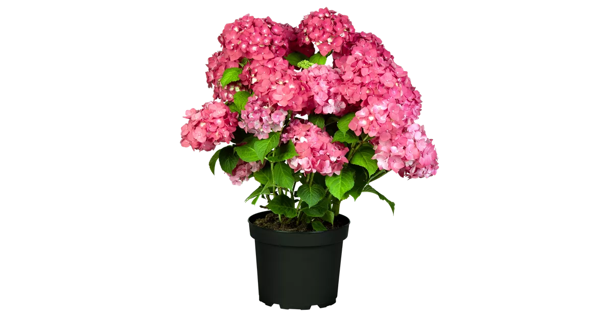 Hydrangea macrophylla Endless Summer® 'Summer Love'®