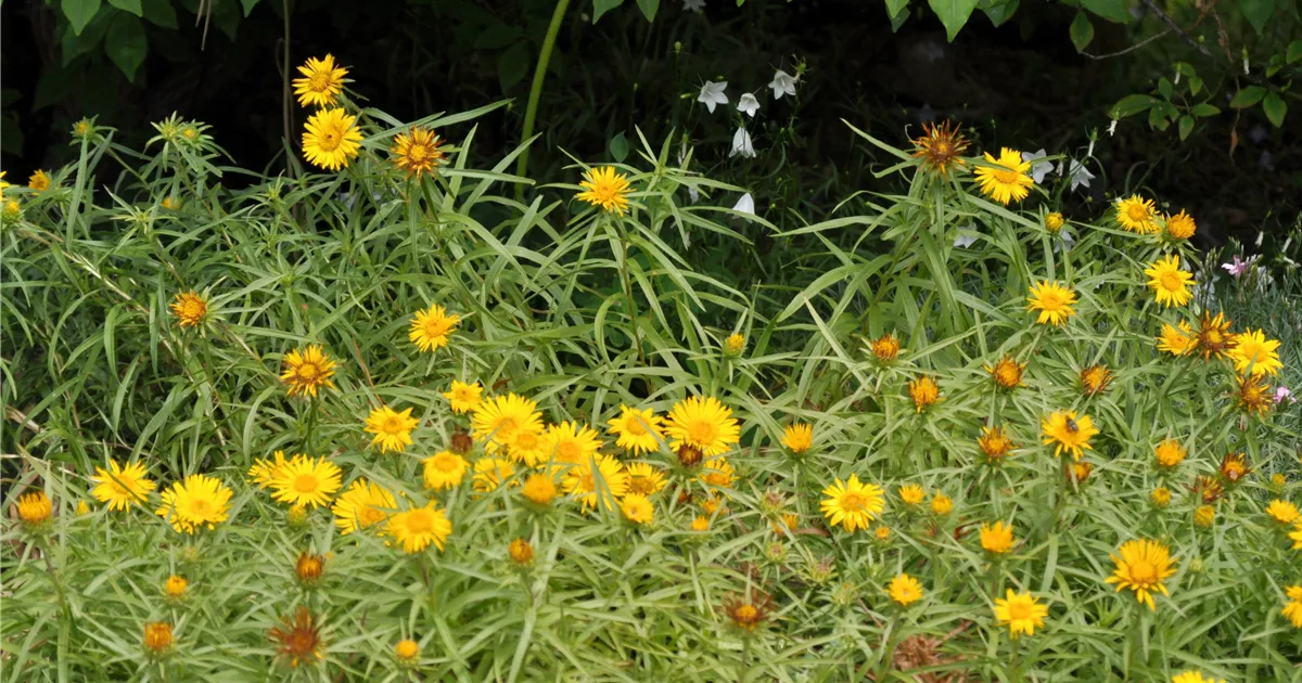 Inula ensifolia 'Compacta'