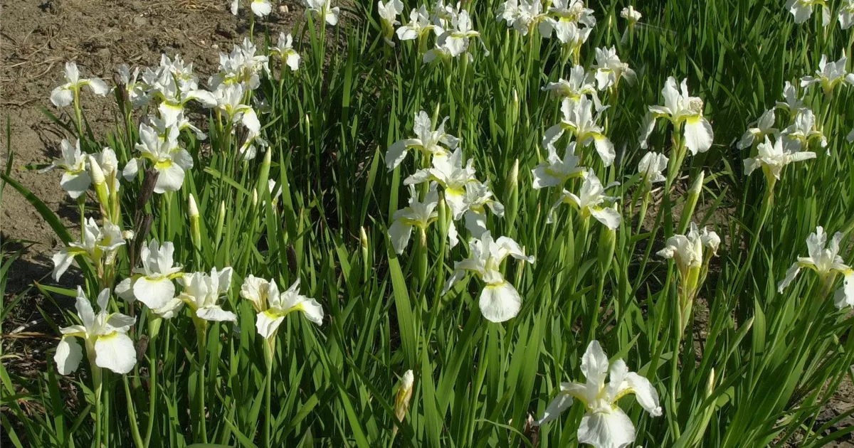 Iris sanguinea 'Snow Queen', gen.