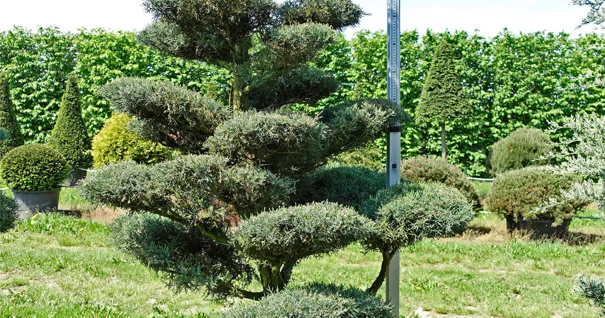Juniperus virginiana 'Burkii'