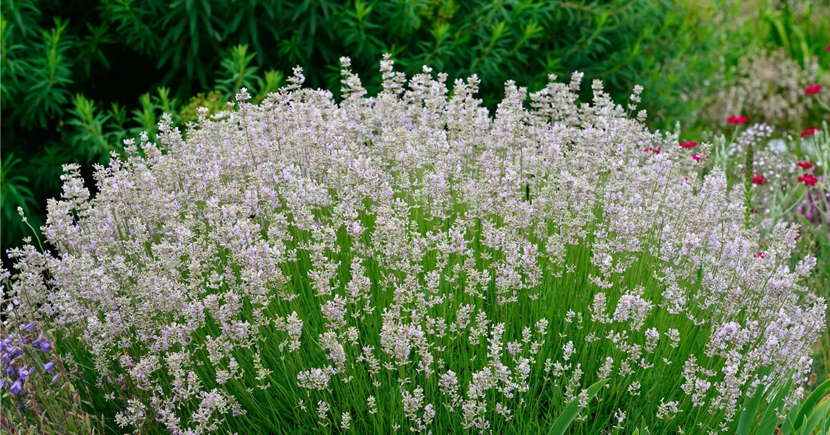 Lavandula angustifolia 'Rosea'