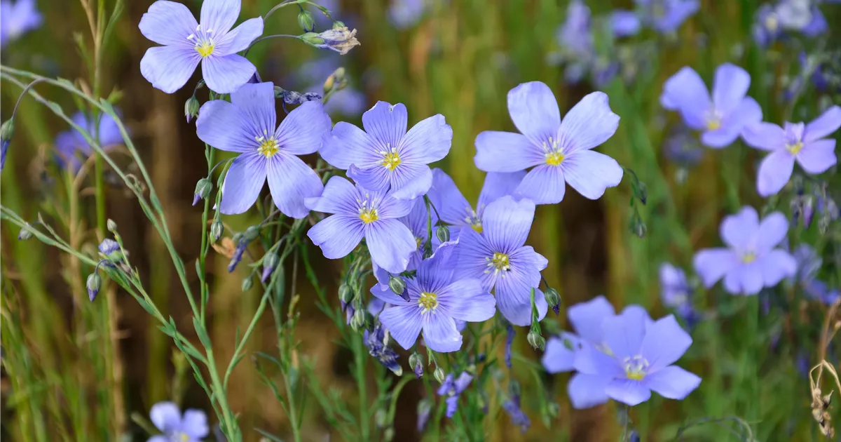 Linum perenne 'Nanum Saphir'