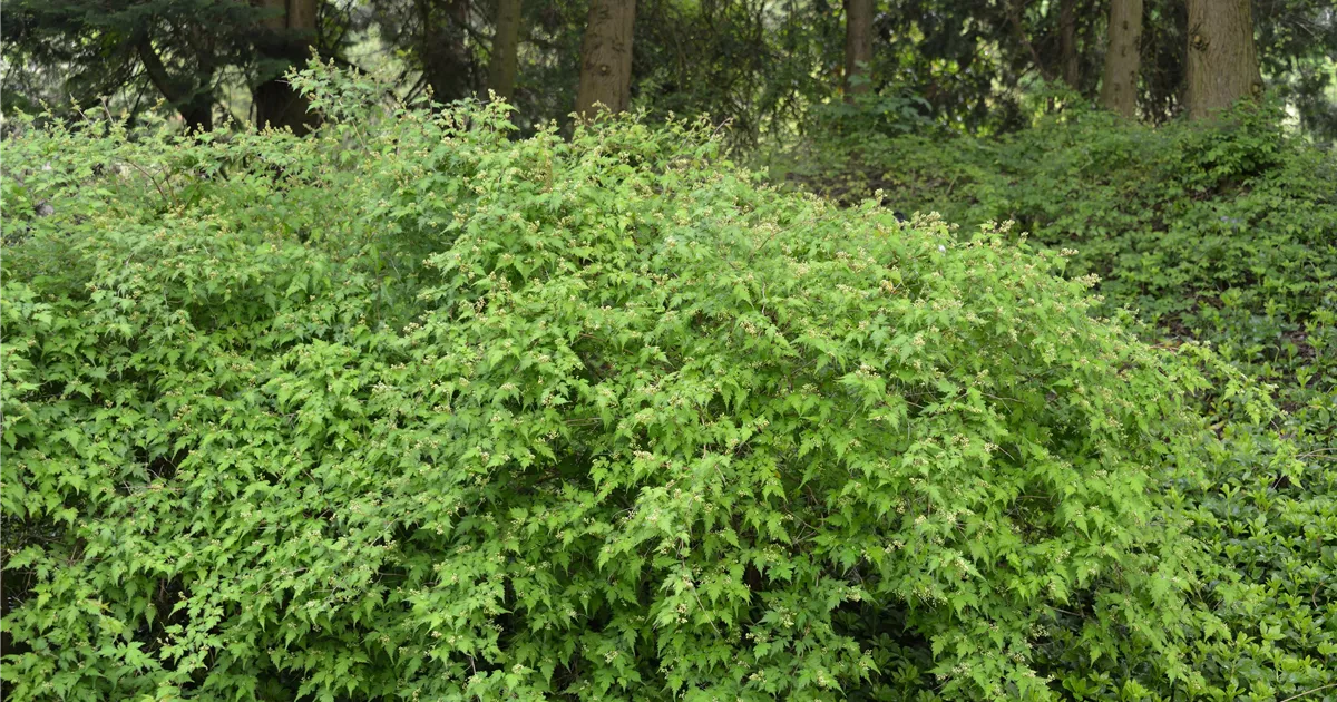Stephanandra incisa
