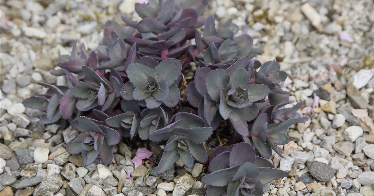 Sedum telephium 'Karfunkelstein'