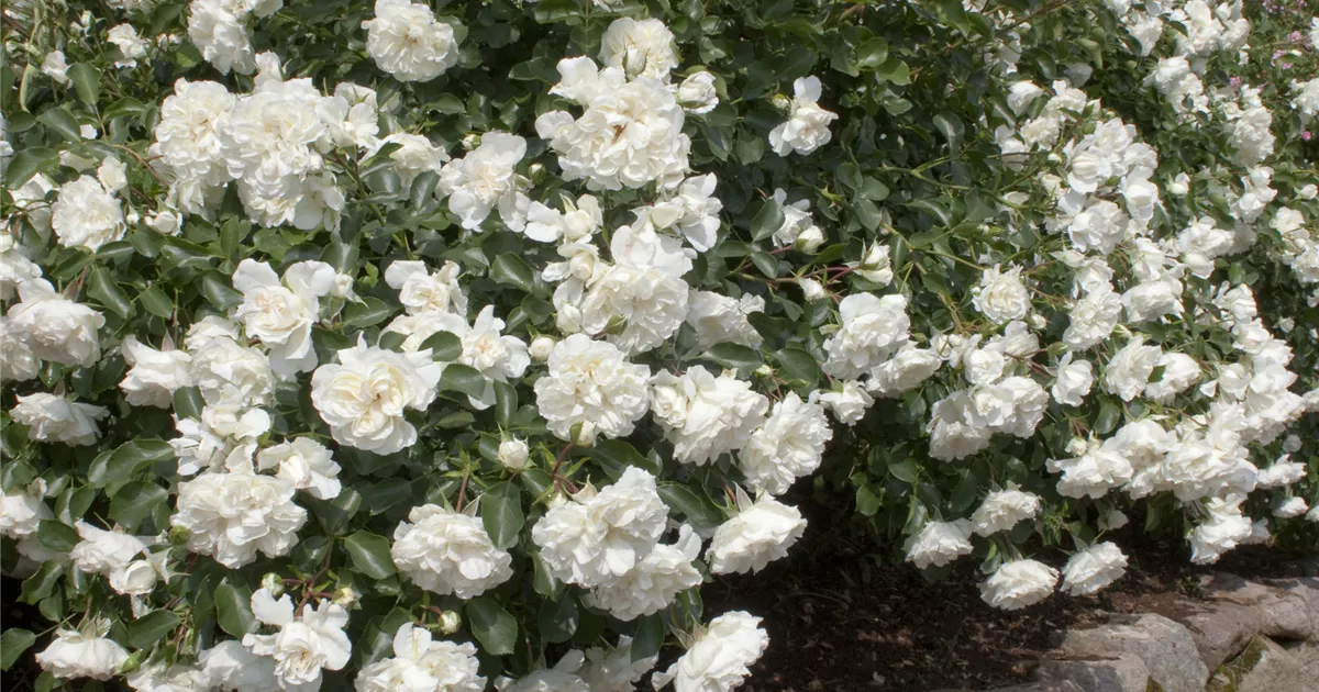 Rosa 'White Meidiland'®