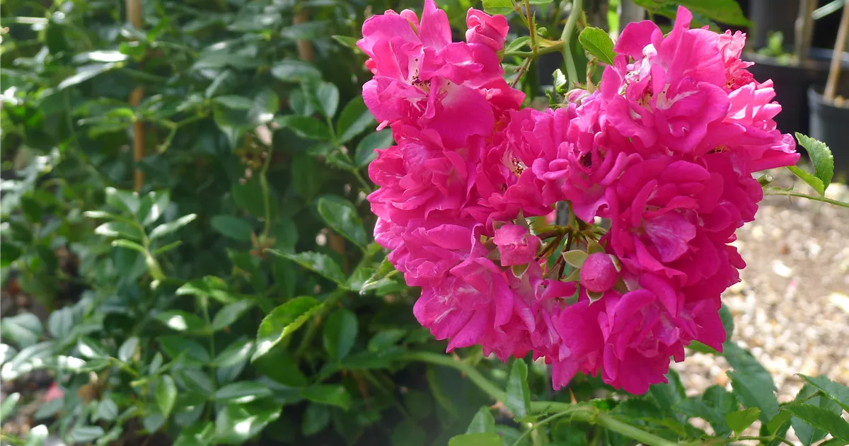 Rosa 'Super Excelsa'®