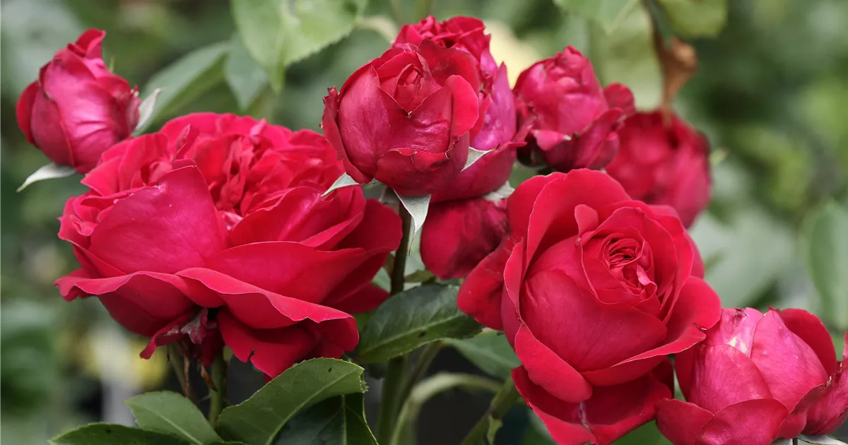 Rosa 'Eden Rose 85'®