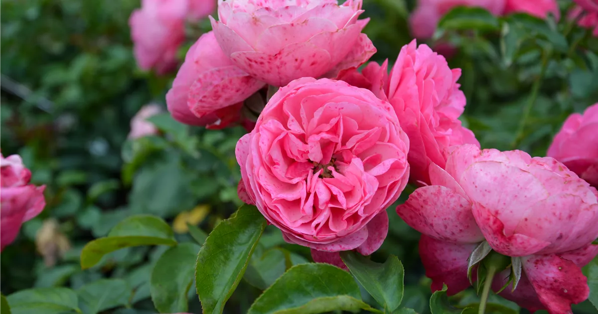 Rosa 'Leonardo da Vinci'®