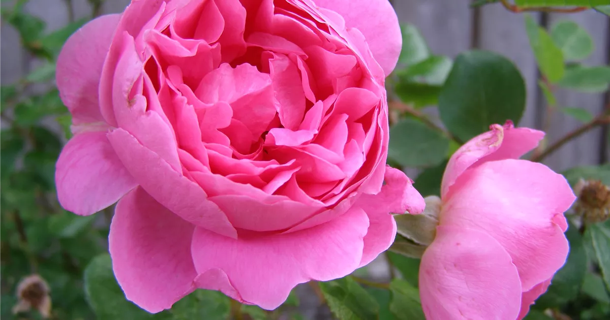 Rosa 'La Reine Victoria'