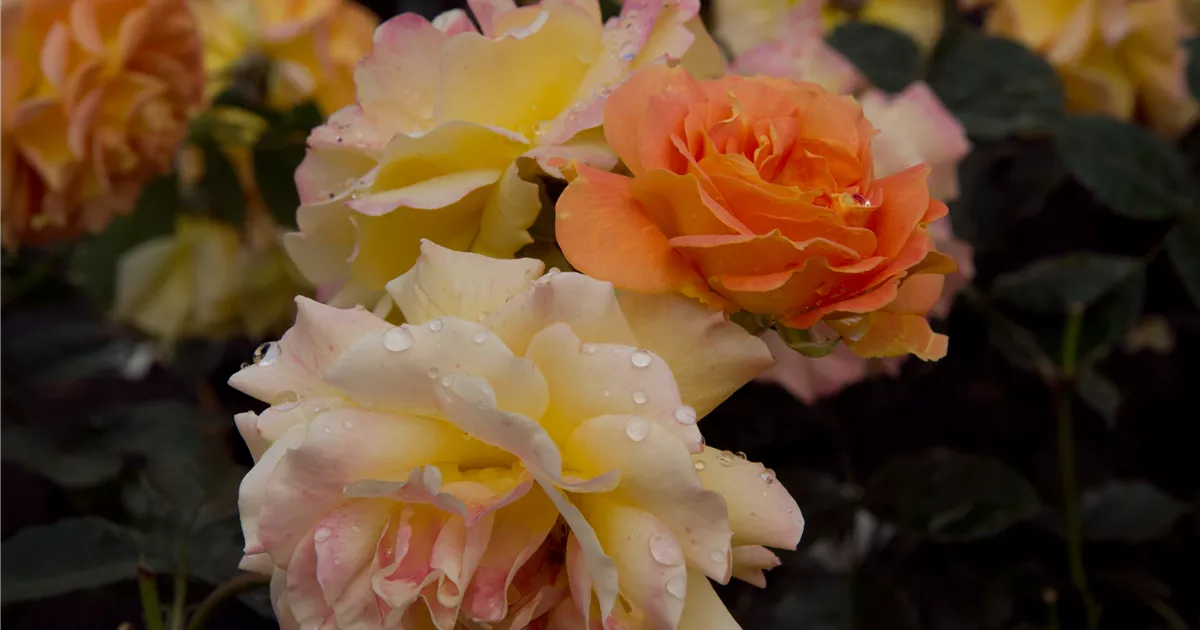 Rosa 'Goldelse'®