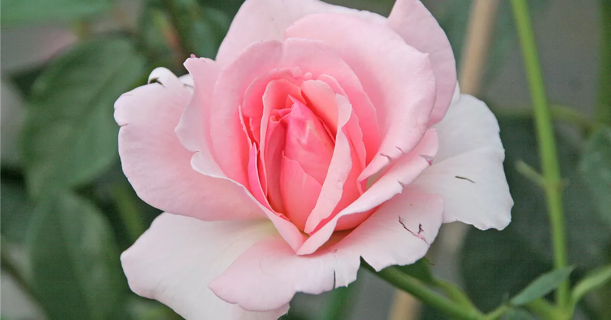 Rosa 'Compassion'®