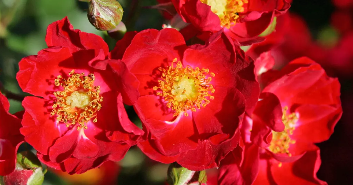Rosa 'Bassino'®