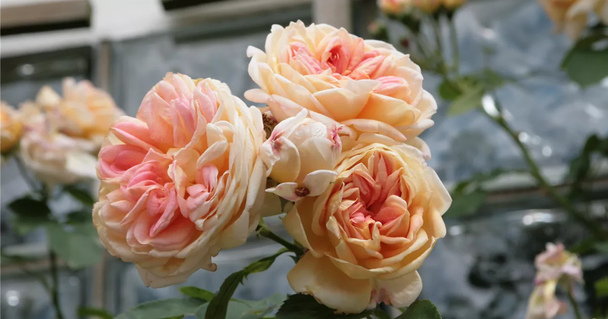 Rosa 'Alchymist' KL IV