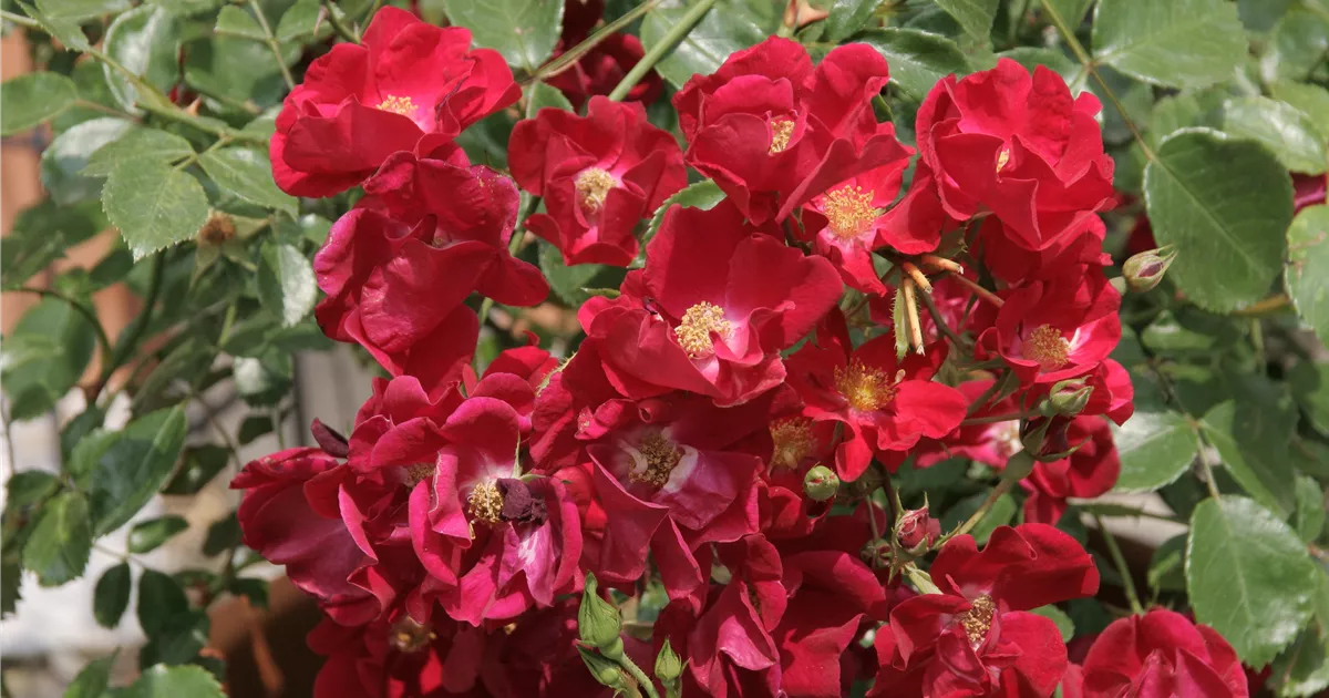 Rosa 'Alcantara' -R- BDR
