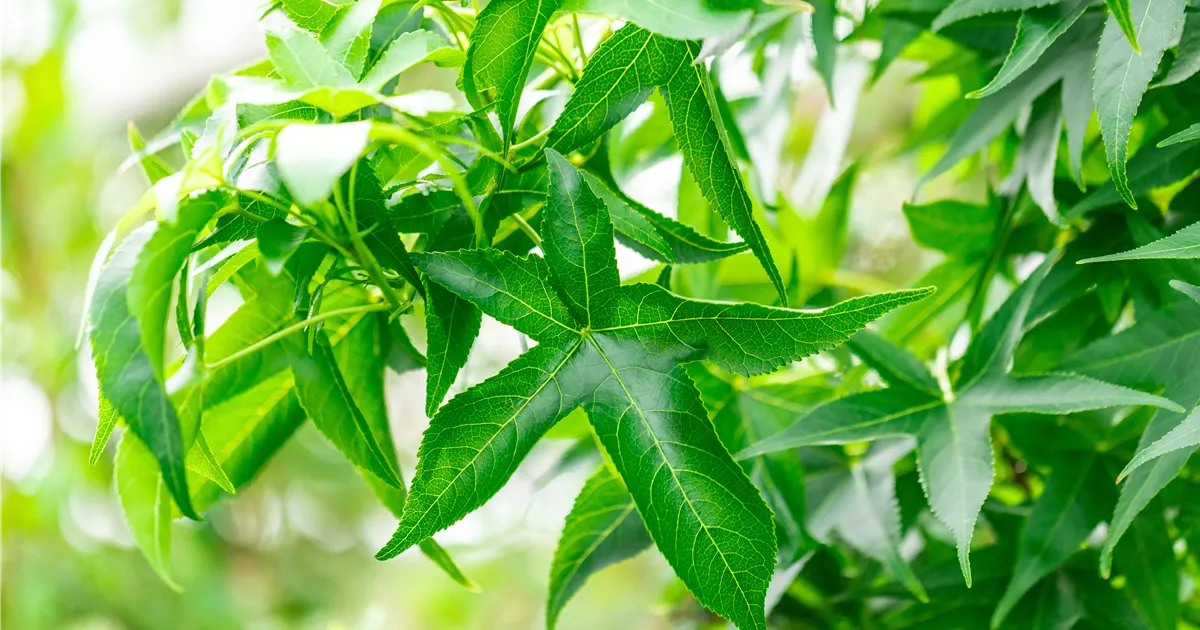Liquidambar styraciflua 'Slender Silhouette'