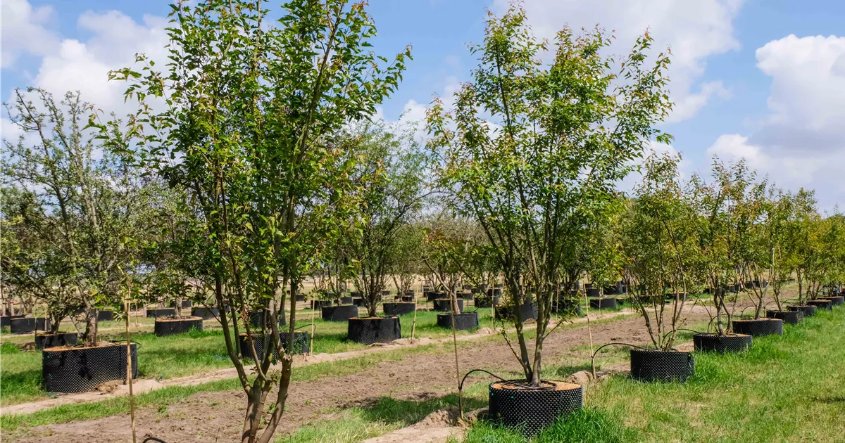 Acer ginnala