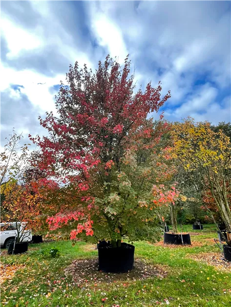 Acer Rubrum Red Maple