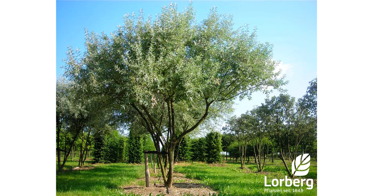 Elaeagnus angustifolia (narrow-leaved oleaster) - Lorberg.com