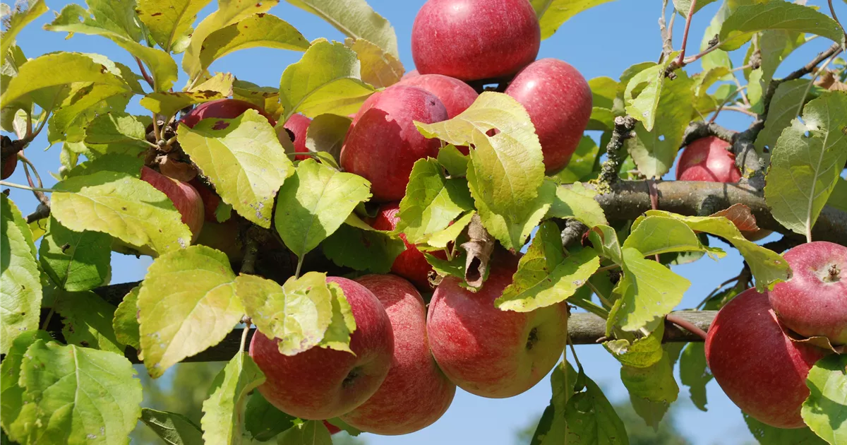 Malus domestica 'Prinz Albrecht von Preußen'