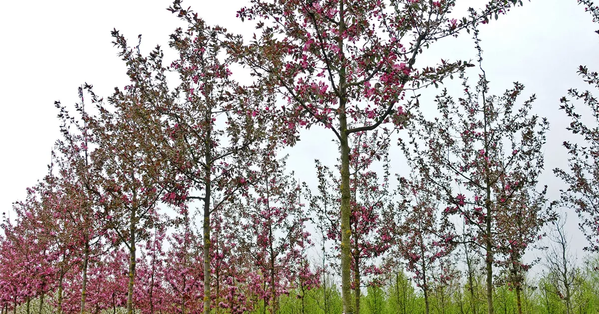 Malus 'Adams'