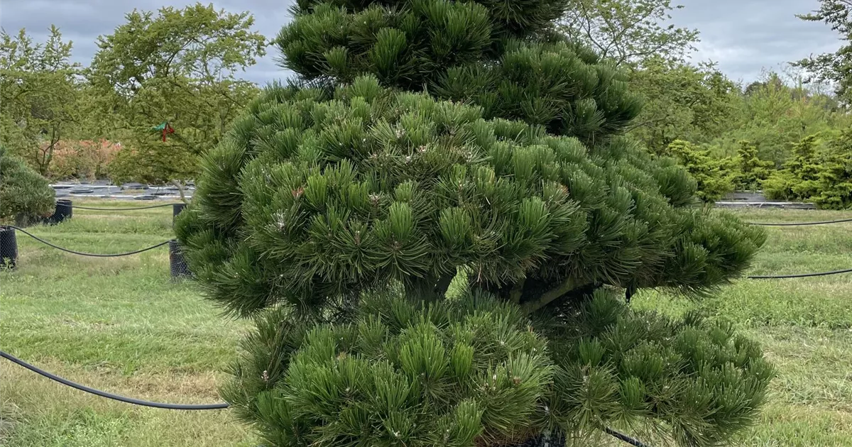 Pinus heldreichii 'Compact Gem'