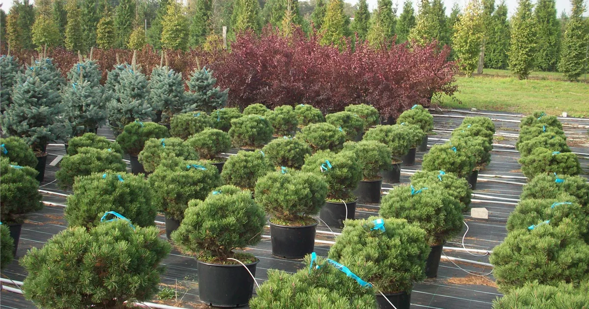 Pinus mugo 'Mini Mops'
